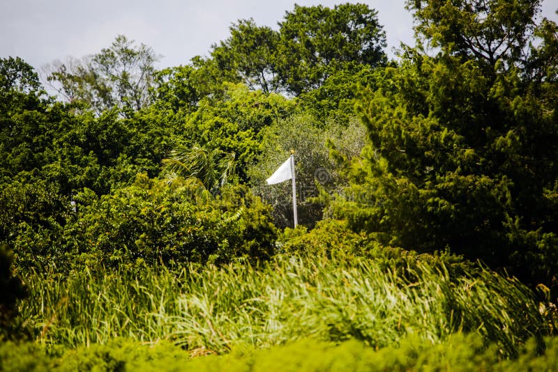White Flag of Surrender Flying in the Woods Stock Image - Image of ...