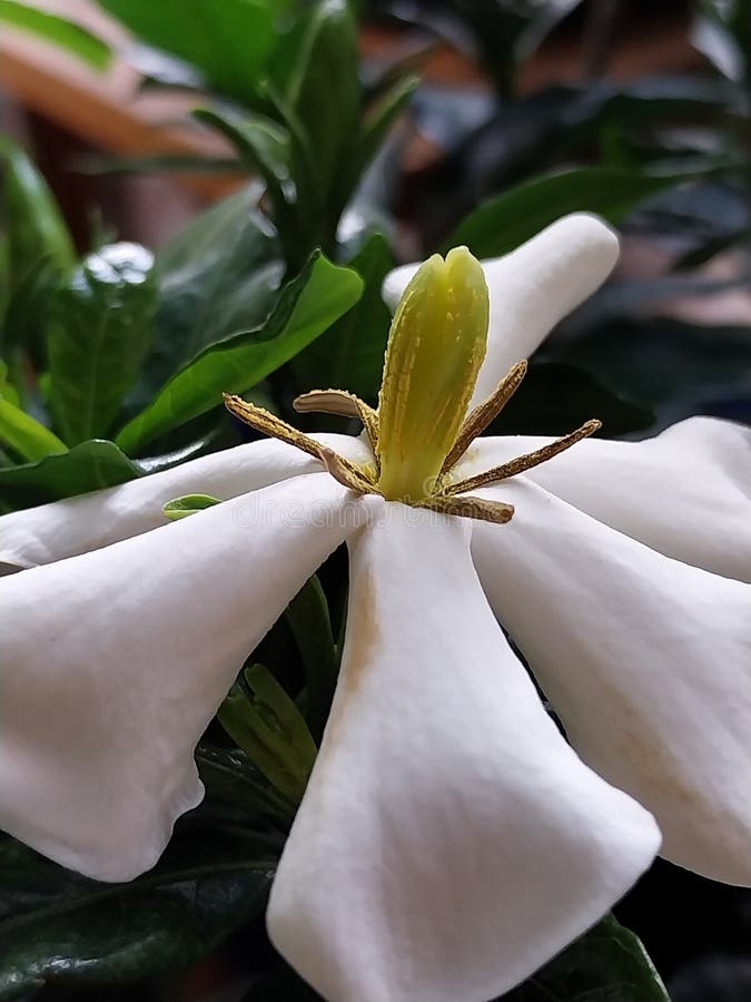 The White Flagrant Flowers of a Gardenia Stock Image - Image of spring ...