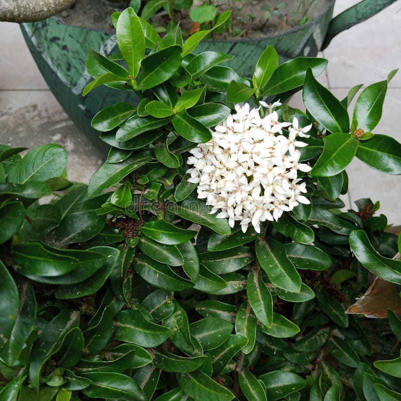 White Flame Flower or Santan Flower Stock Image - Image of yard, branch ...