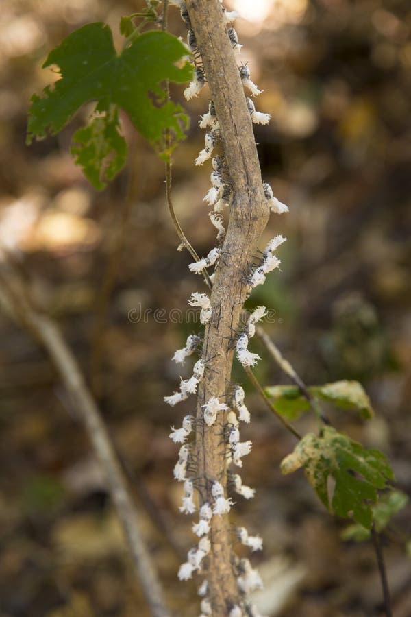 White Flatid Leaf Bugs In Madagascar Stock Photo - Image of white, leaf ...