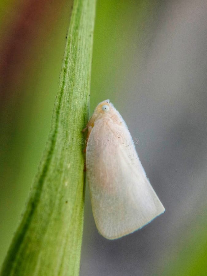 White Flatid Planthopper Named Metcalfa Pruinosa Stock Photo - Image of ...