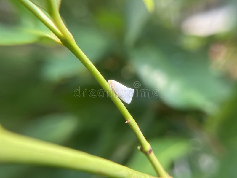 Flatid Insect nymph stock image. Image of green, creature - 255484423