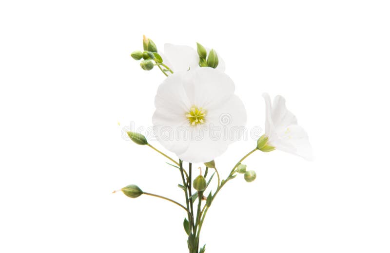 Flax flowers isolated stock image. Image of blue, culture - 33160593