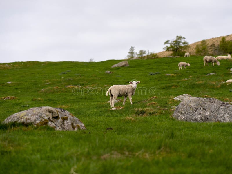 White-fleeced Sheep Running on a Lush Grassy Meadow Stock Image - Image ...