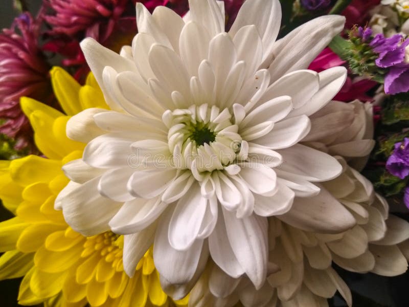 White Fllower stock image. Image of flowers, fllower - 98633121