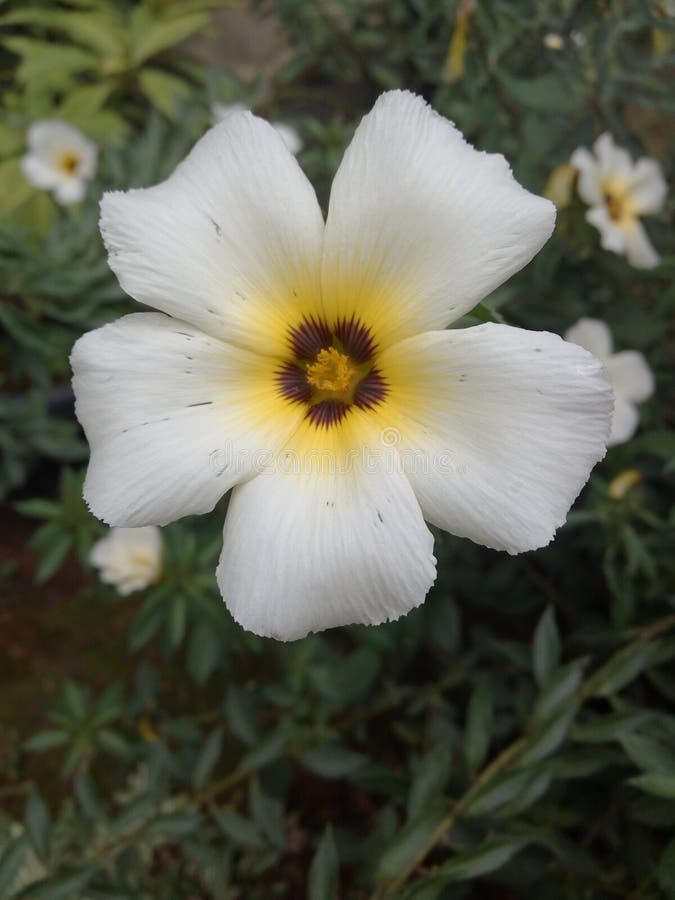 White flo stock image. Image of cantik, inside, yellow - 90712457