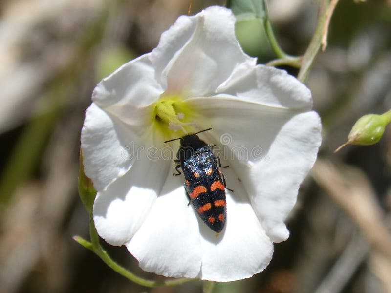 White, Flora, Flower, Insect Stock Photo - Image of wildflower, pollen ...