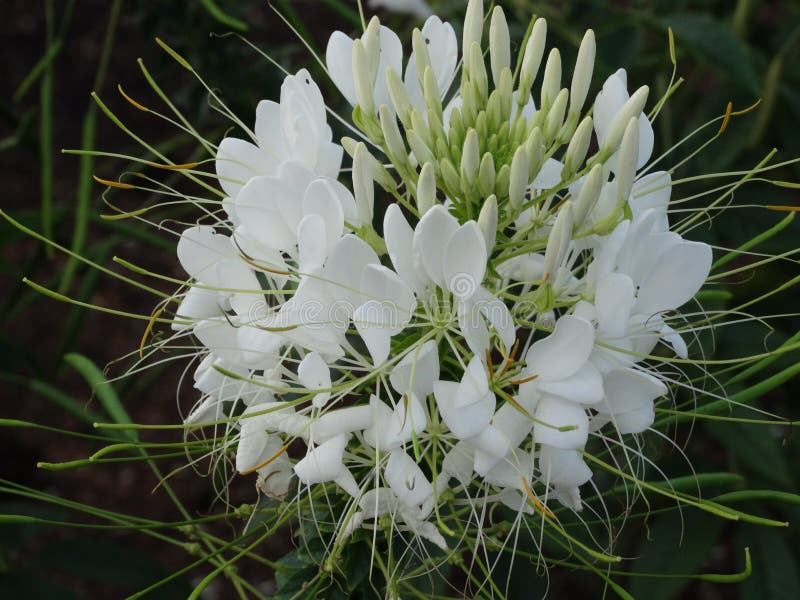 White, Flora, Plant, Flower Stock Photo - Image of white, wildflower ...