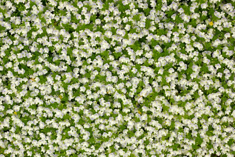 White florets stock photo. Image of plant, background - 35787134