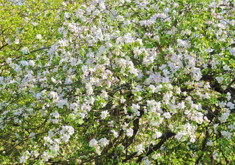 White Flourishing Apple Tree Stock Photo - Image of pome, season: 53397184