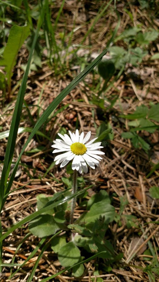 White flower stock image. Image of sunny, high, details - 115899697