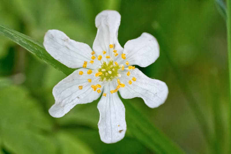 White flowe stock image. Image of white, green, female - 71041151