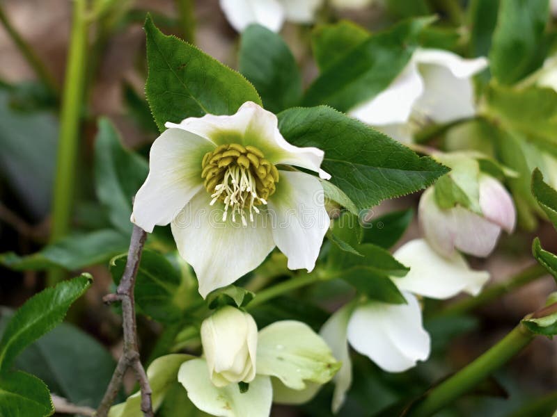 White flowe stock photo. Image of flower, background - 52055670