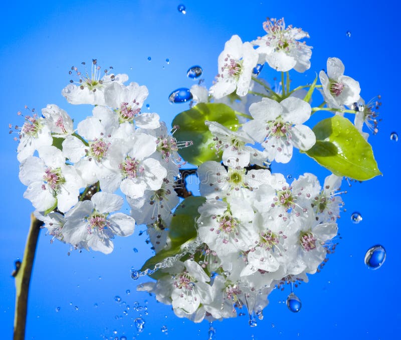 White Touch Me Not Flower Picture. Image: 115774012