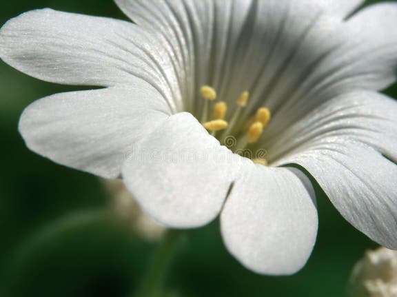 White flower stock image. Image of blossom, floral, closeup - 1513793