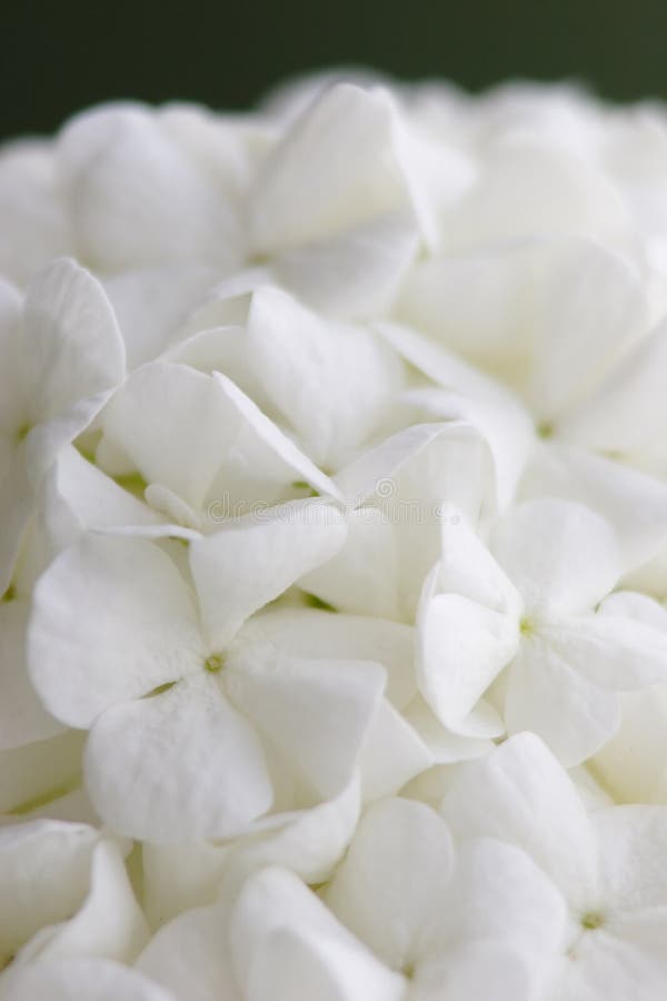 White flower stock image. Image of gentle, matte, green - 3507625