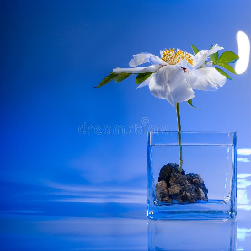 White Touch Me Not Flower Picture. Image: 115774012