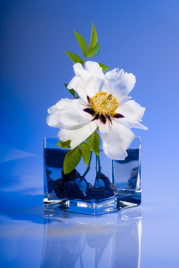 White Touch Me Not Flower Picture. Image: 115774012