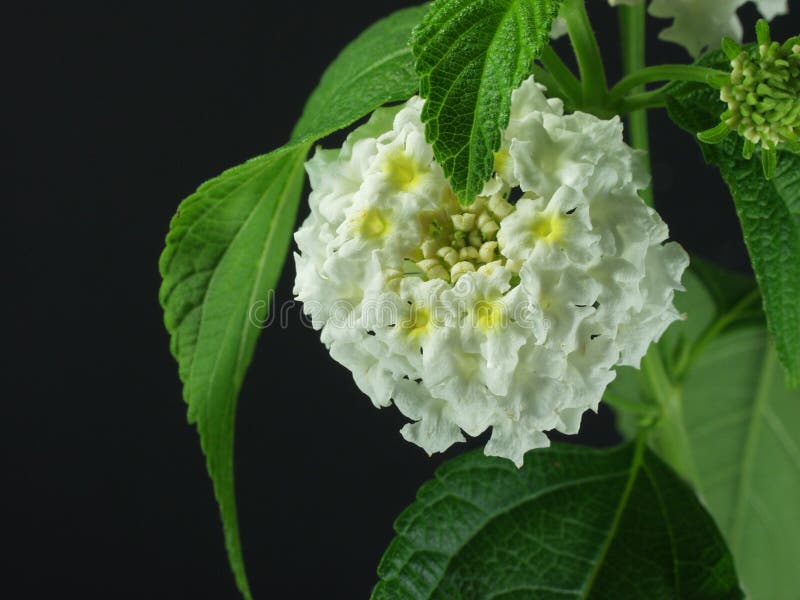 White Touch Me Not Flower Picture. Image: 115774012