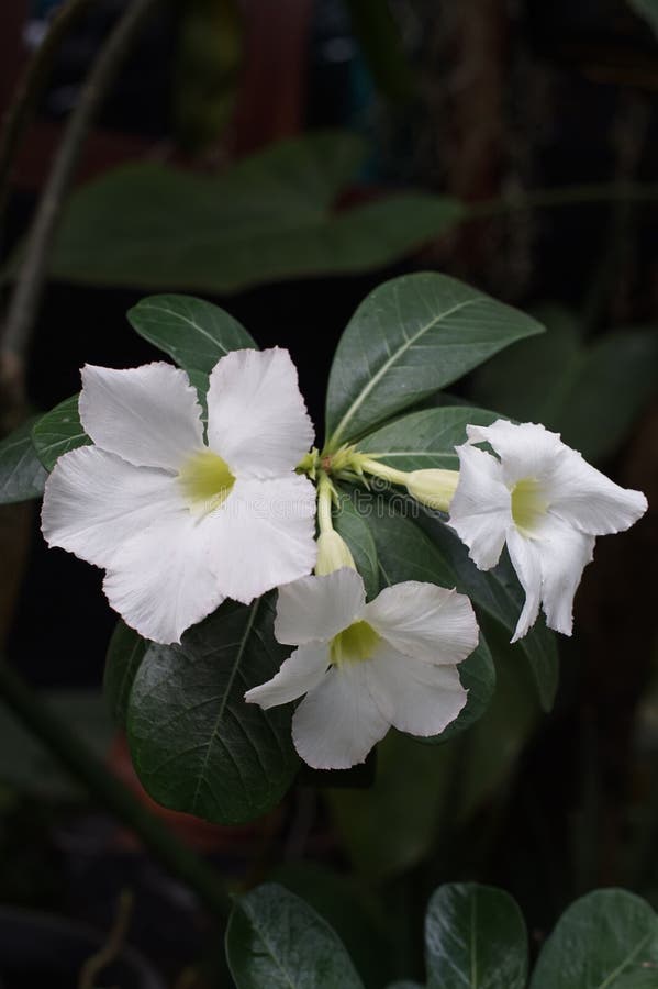 The adenium flowers stock image. Image of yellow, foliage - 307415911