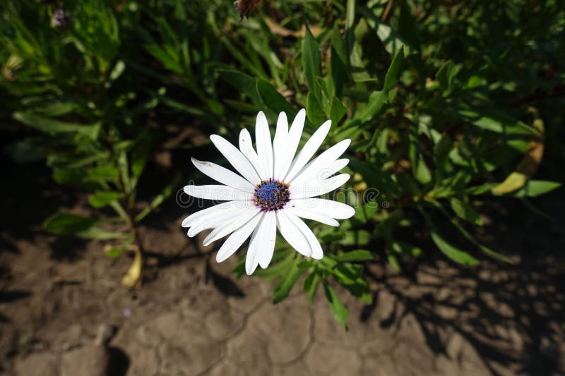 1 White Flower of African Daisy in September Stock Photo - Image of ...