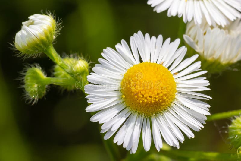 White Flower of Annual Fleabane or Daisy Fleabane or Eastern Daisy ...