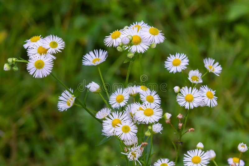 White Flower of Annual Fleabane or Daisy Fleabane or Eastern Daisy ...