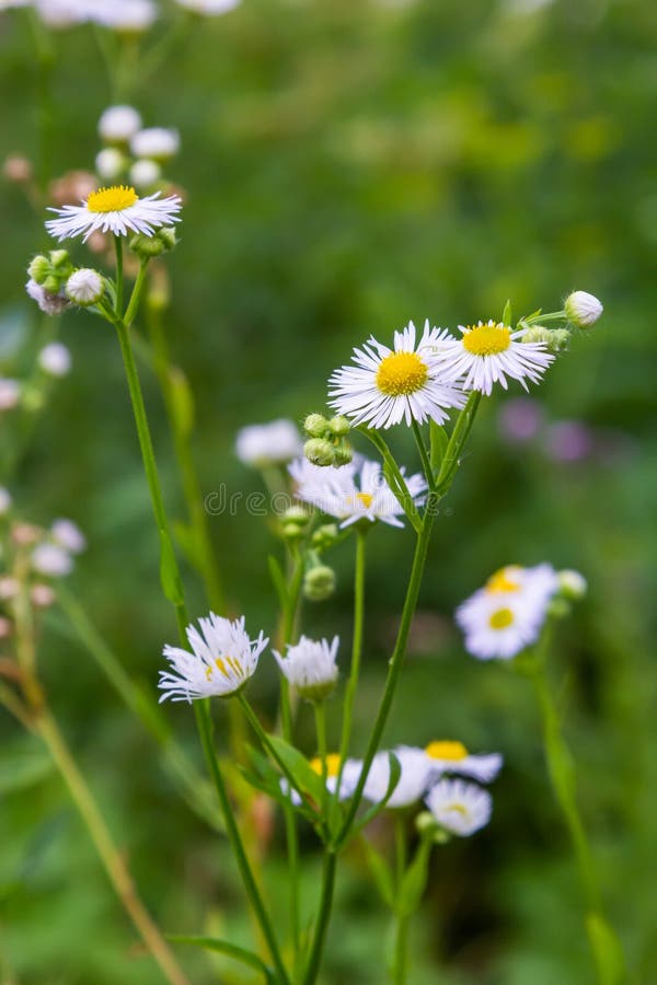 White Flower of Annual Fleabane or Daisy Fleabane or Eastern Daisy ...