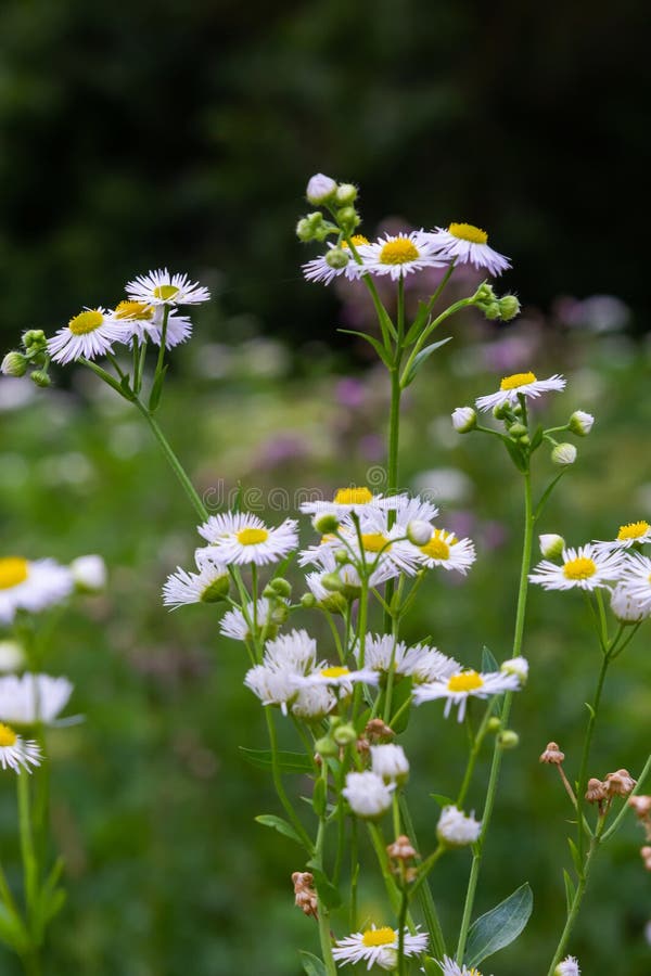 White Flower of Annual Fleabane or Daisy Fleabane or Eastern Daisy ...