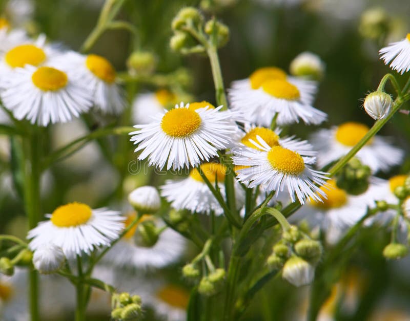Annual Fleabane or Erigeron Annuus Plant with Multiple Closed Flower ...