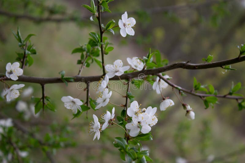 White Flower on the Apple Tree in Summer. Stock Photo - Image of floral ...