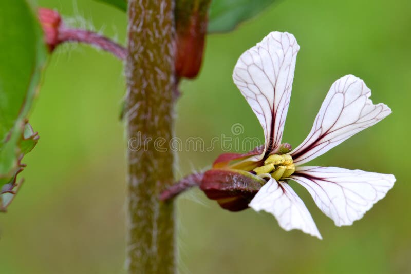 Arugula Rocket Flower Blossom Bud 04 Stock Image - Image of budding ...