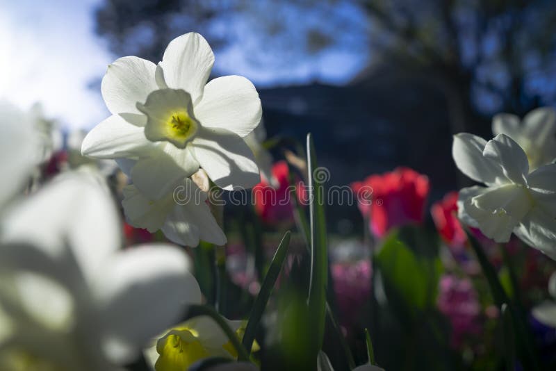 White Flower in Back Light from the Left Side with Sky and Trees in the ...