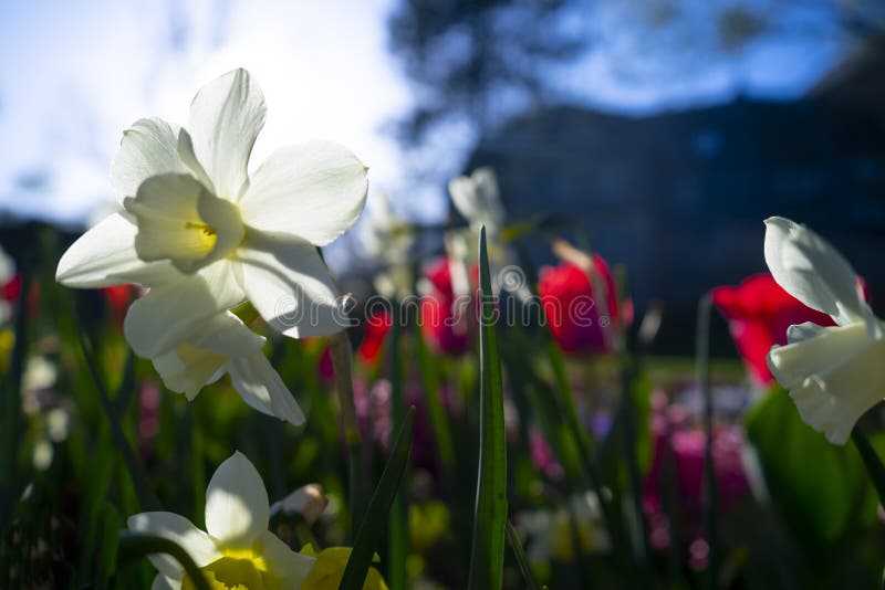 White Flower in Back Light from the Left Side Stock Photo - Image of ...