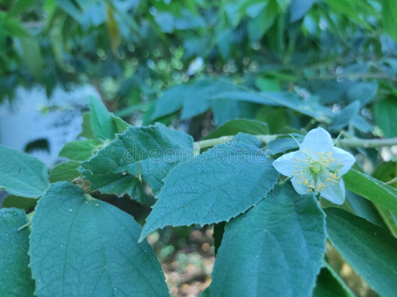 White Flower on the Back Yard Garden Stock Photo - Image of produce ...