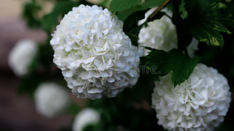 White Flower. Ball-shaped Flowers. Spring Flowers Stock Image - Image ...