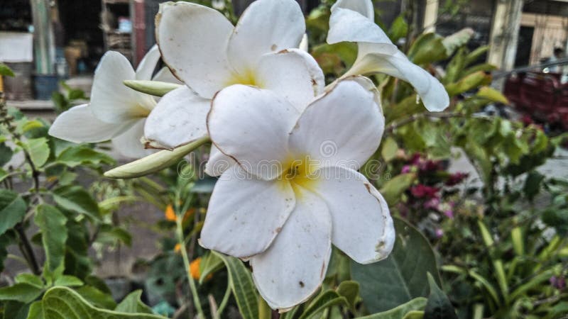 White Flower Beautiful Nice Stock Photo - Image of garden, shrub: 262273836