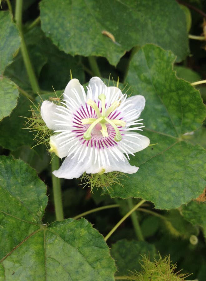 White flower stock photo. Image of color, flower, green - 88319652