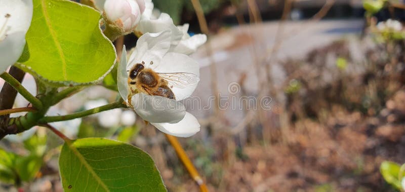 White flower with bee stock image. Image of spring, insect - 193987501