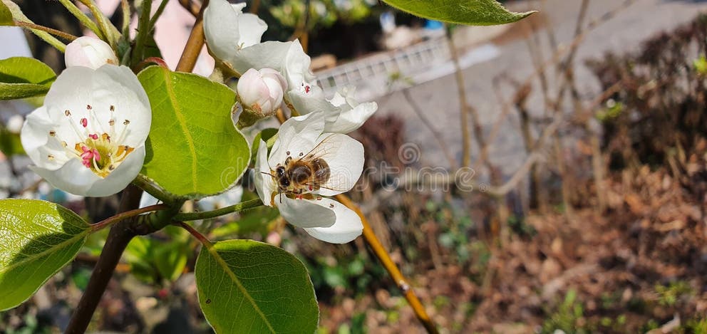 White flower with bee stock photo. Image of invertebrate - 193987522