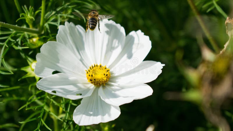 White Flower with Bee in Flight Stock Photo - Image of season, nectar ...