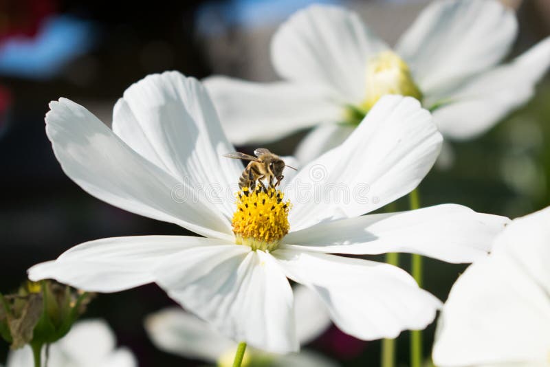White Flower with Bee on it Stock Image - Image of golden, nature ...