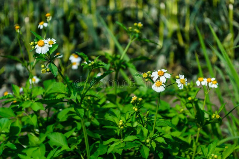 White Flower Behind the Green Trees. Stock Photo - Image of background ...