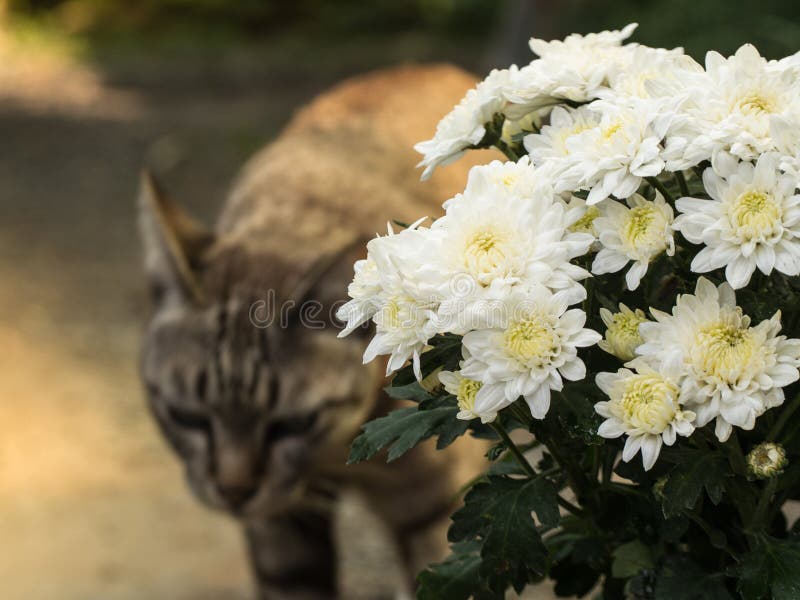 White Flower Blooming Behind the Cat Stock Image - Image of bouquet ...
