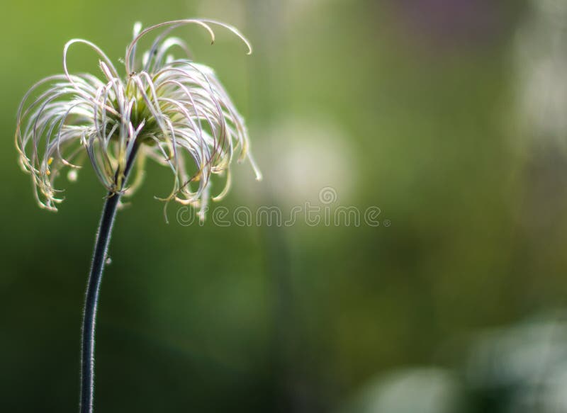 White Flower Isolated Close Up Photography. Macro Photo Details of a ...