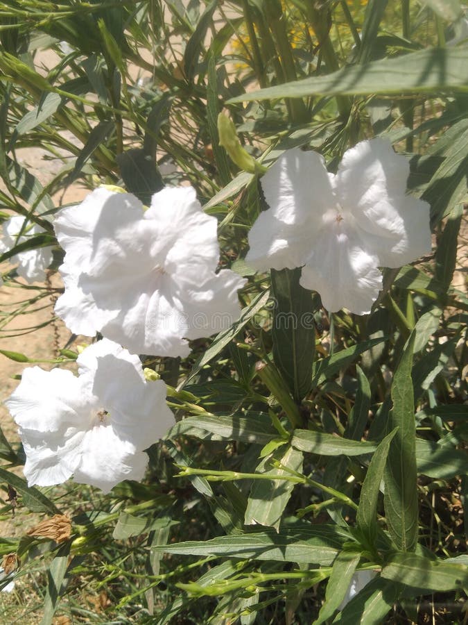 White Ruellia Squarrosa (Fenzi) Cufod. Stock Photo - Image of tree ...