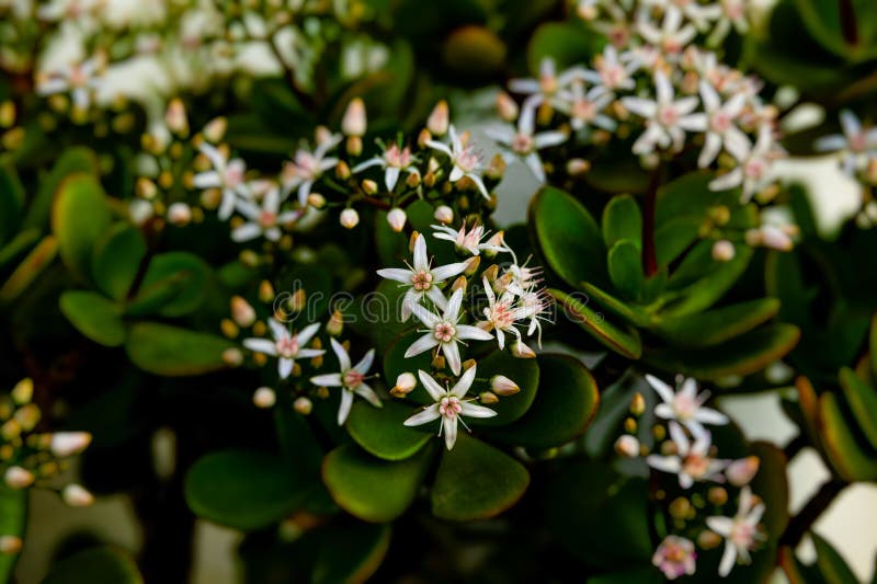 A White Flower of a Blooming Happiness Tree in Closeup Stock Photo ...