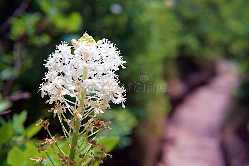 White Flower Blooms Along a Forest Pathway Stock Photo - Image of grass ...