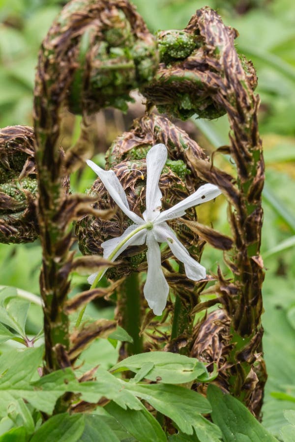 White Flower in Brackens stock image. Image of plant - 54393725
