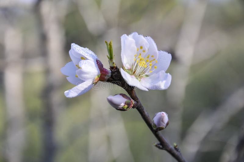 White flower stock image. Image of spring, blossom, cherry - 178062745